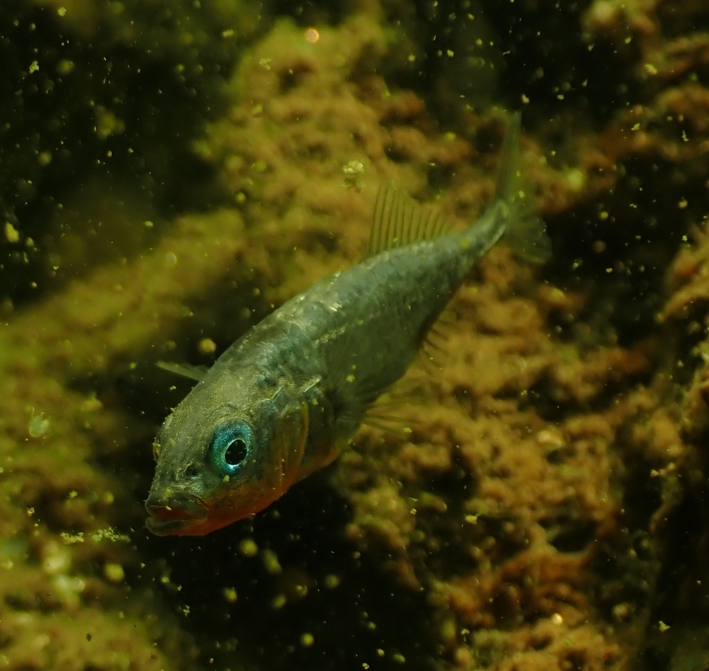 Threespine Stickleback from Coupeville, WA 98239, USA on July 23, 2023 ...