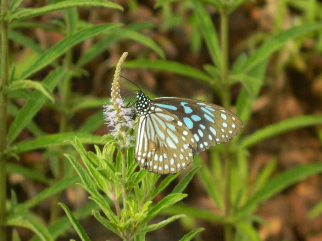 Dark Blue Tiger Butterfly from Madayi Para, Pazhayangadi, Kerala, India ...