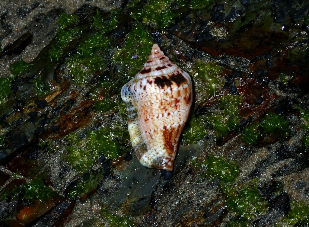 Variable Stromb from Woolgoolga NSW 2456, Australia on July 25, 2023 at ...