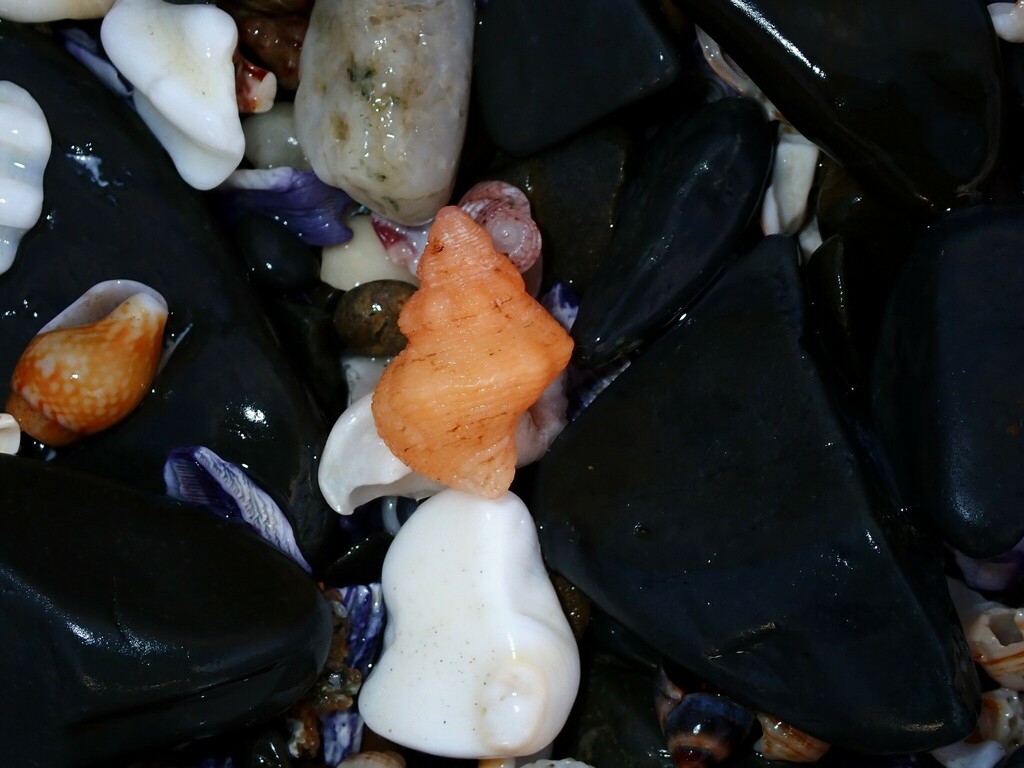 Mipus arbutum from Woolgoolga NSW 2456, Australia on July 25, 2023 at ...