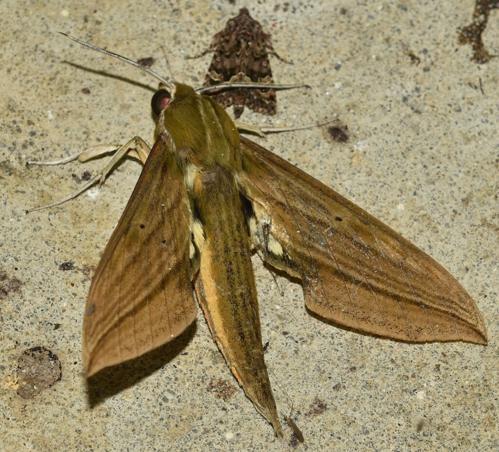 Tersa Sphinx from Nueva California, Panama on December 29, 2022 at 08: ...