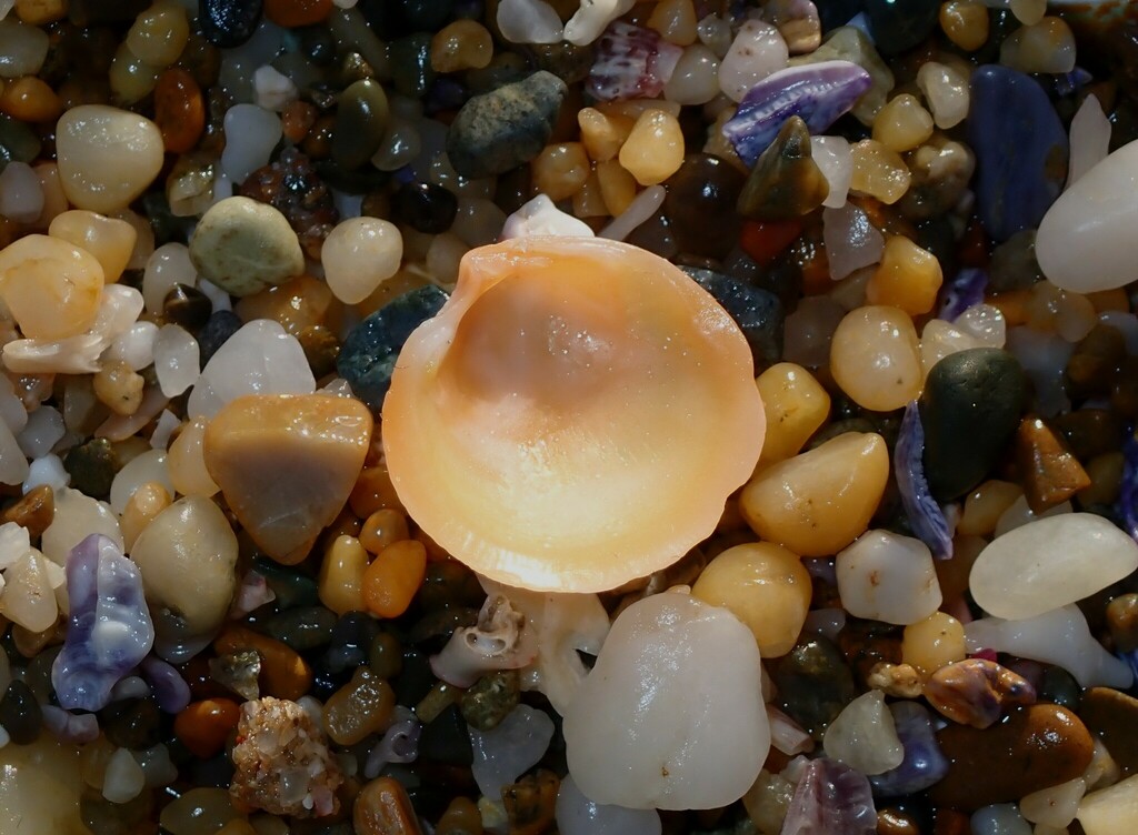 Ctena bella from Woolgoolga NSW 2456, Australia on July 25, 2023 at 08: ...