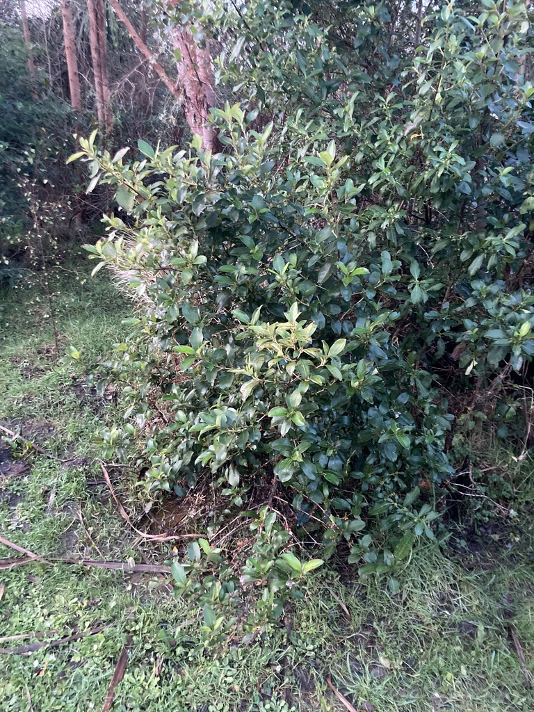 Karamu from Travis Wetlands Nature Heritage Park, Christchurch ...