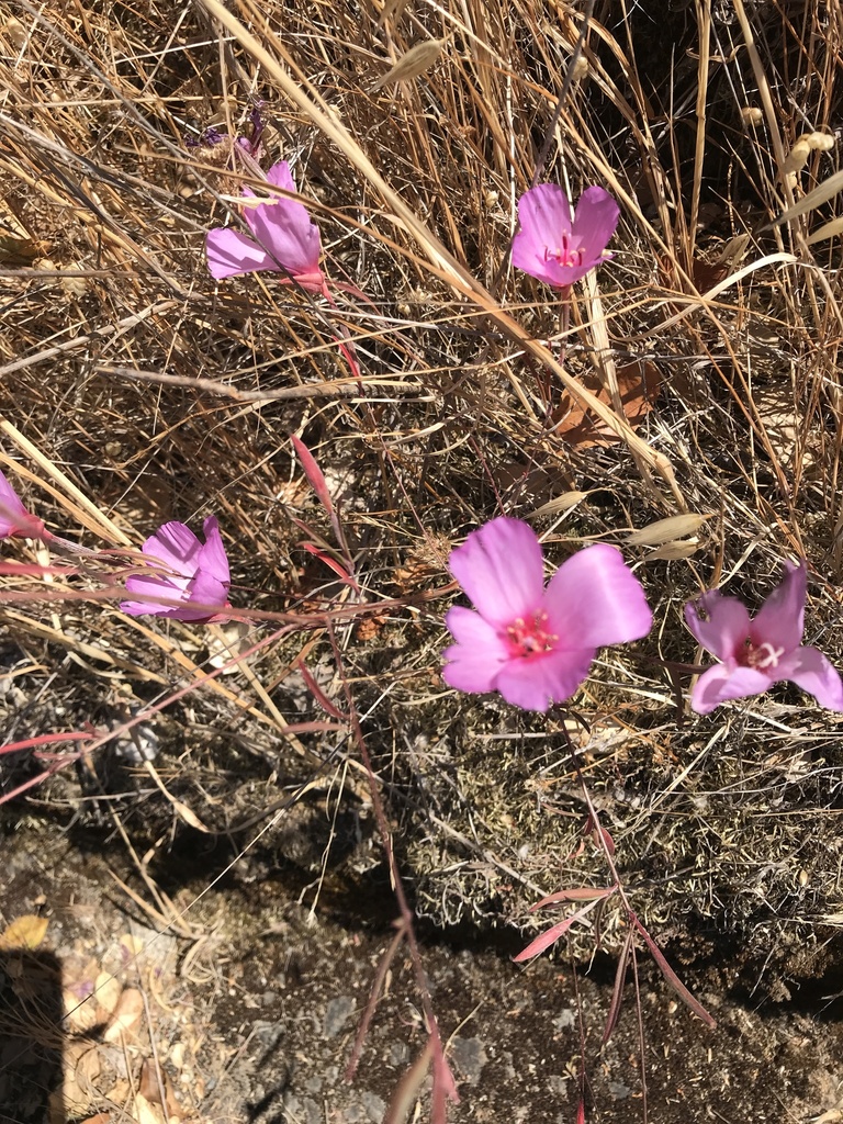 ruby chalice clarkia from Angel Island, Tiburon, CA, US on July 24 ...
