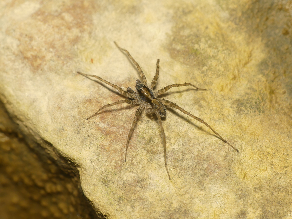 Shore Spider in July 2023 by Shaun Pogacnik · iNaturalist