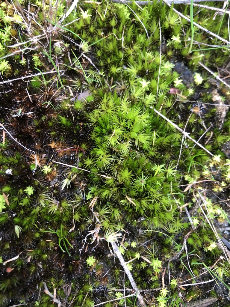 Campylopus clavatus from Ngarkat SA 5302, Australia on July 25, 2023 at ...