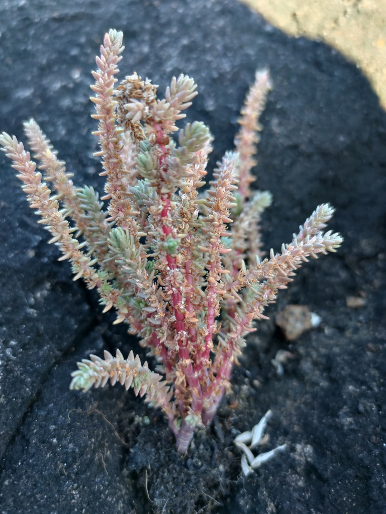 Stonecrops from Kioloa NSW 2539, Australia on July 25, 2023 at 11:03 AM ...