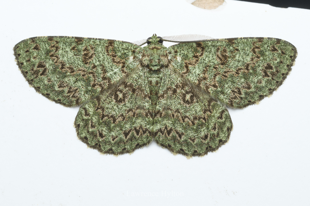 Ophthalmitis herbidaria in July 2023 by Lawrence Hylton · iNaturalist