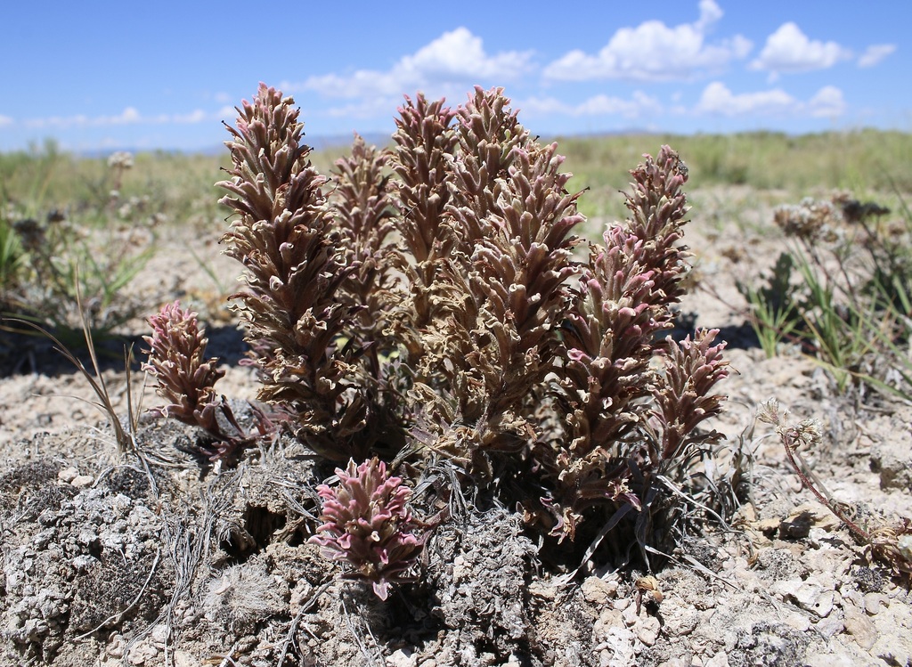 Monte Neva paintbrush in July 2023 by Morgan Stickrod · iNaturalist