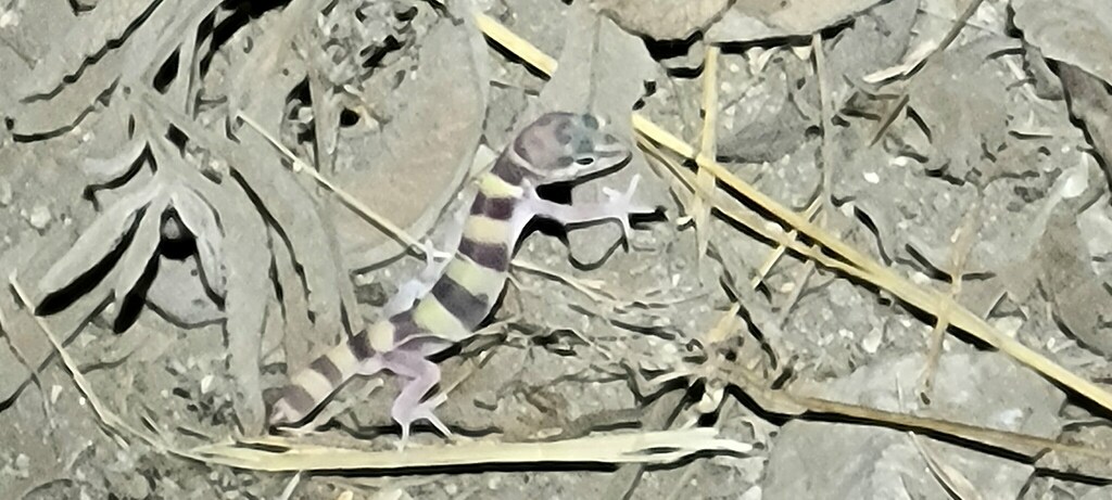 Desert Banded Gecko in July 2023 by Kristin C. Sabo · iNaturalist