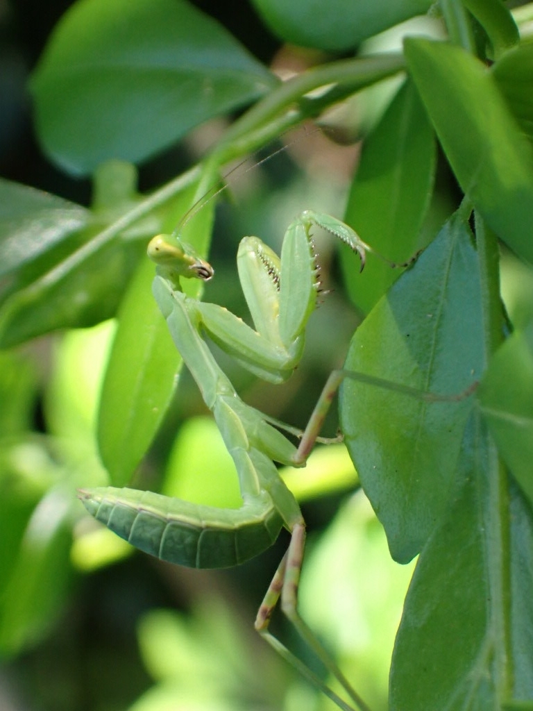 Giant Asian Mantis from 陽明山國家公園 on July 25, 2023 at 11:53 AM by 潘慈恩 ...