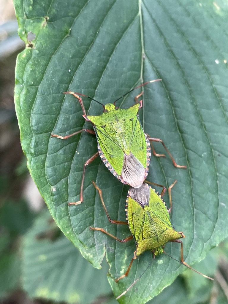 Japanese Stink Bug from Arasebara, Shinano, Kamiminochi-Gun, Nagano, JP ...