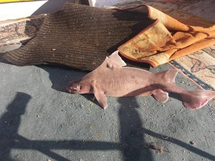 Angular Roughshark (Oxynotus centrina) - Marine Life Identification