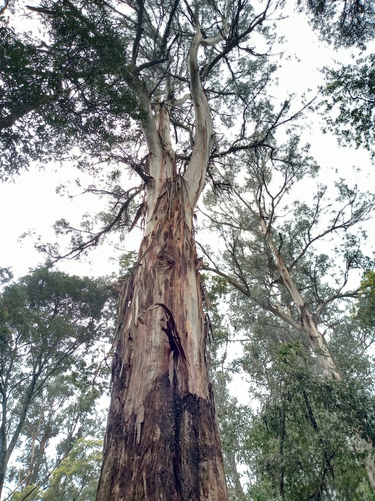 Australian Mountain Ash (Eucalyptus regnans) - Botanical Realm