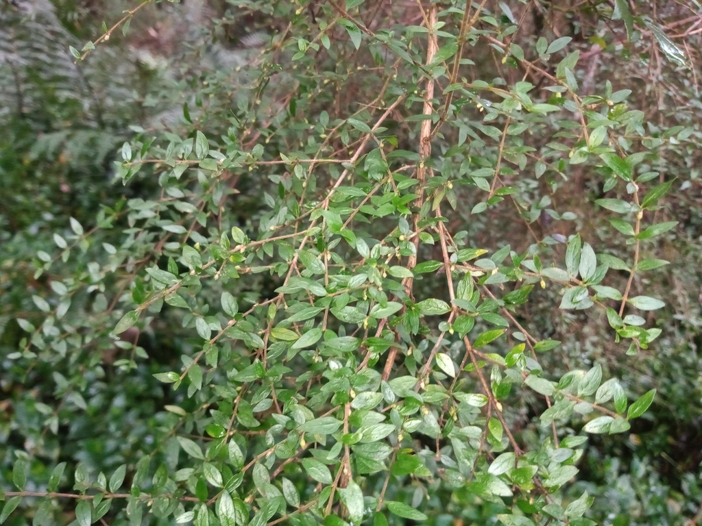 Prickly Currant-Bush from Monbulk VIC 3793, Australia on July 24, 2023 ...