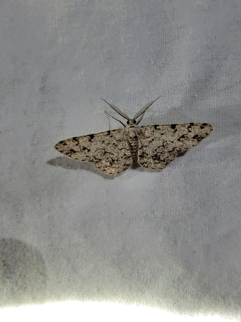 Geometer Moths from Madera Canyon Picnic Area on July 24, 2023 at 08:19 ...