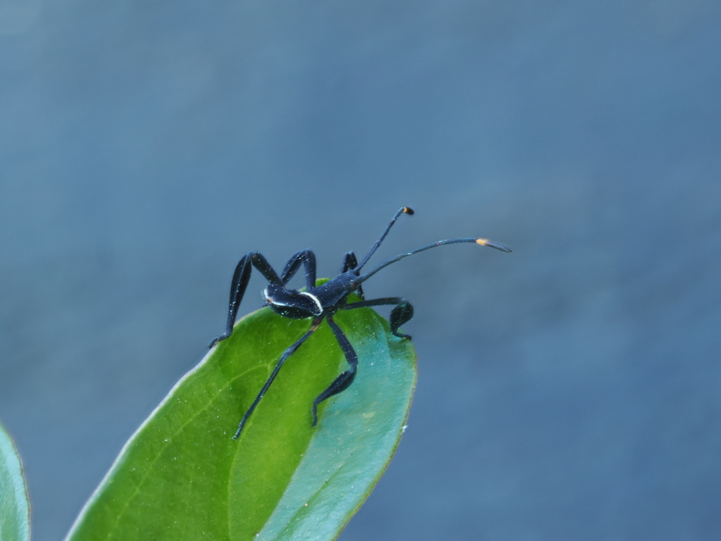 Crusader Bug from Ena Ct, Cable Beach, WA, AU on July 25, 2023 at 02:19 ...