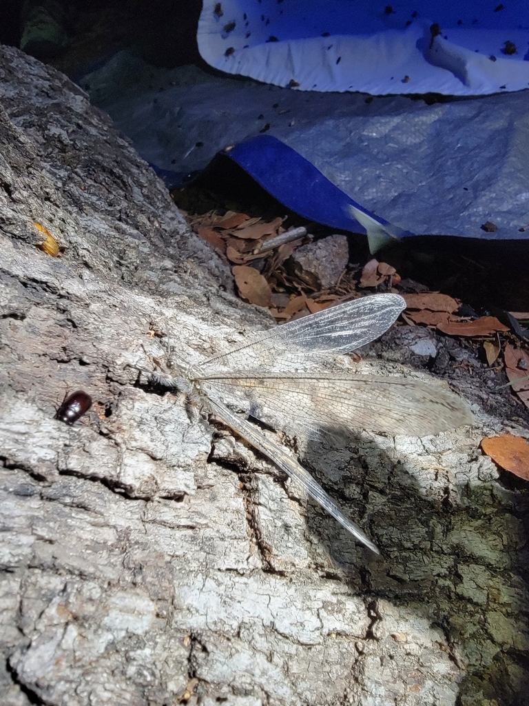 Vella fallax from Madera Canyon Picnic Area on July 24, 2023 at 08:57 ...