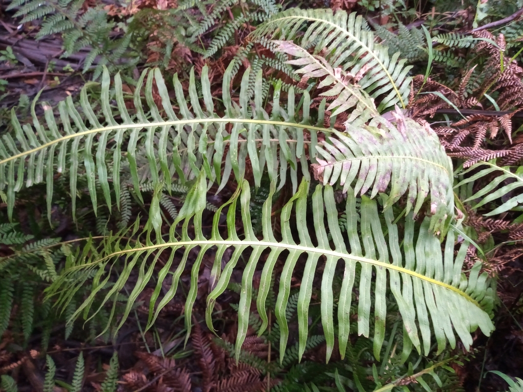 Fishbone water-fern from Monbulk VIC 3793, Australia on July 25, 2023 ...