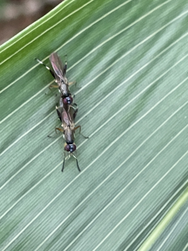 Flies from Furumi, Shinano, Kamiminochi-Gun, Nagano, JP on July 25 ...
