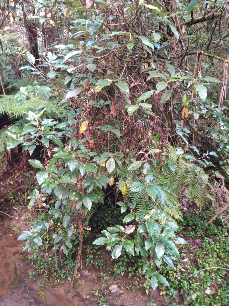 musk daisy-bush from Monbulk VIC 3793, Australia on July 25, 2023 at 04 ...