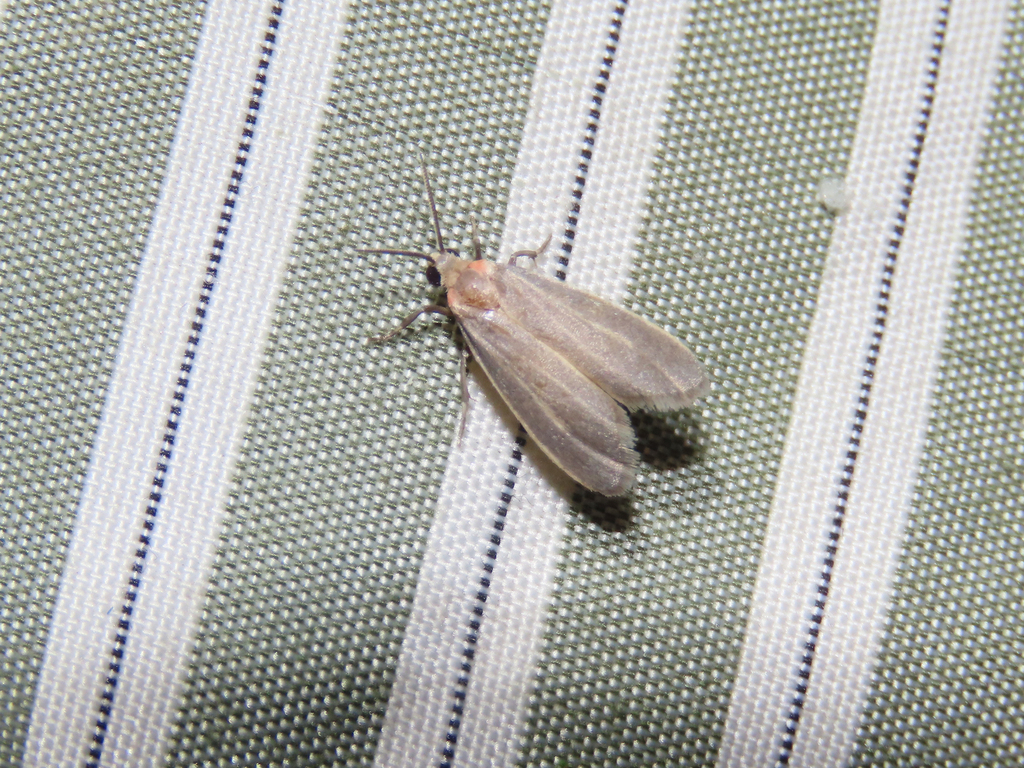 Haematomis uniformis from Aravaipa Canal, Winkelman, AZ 85192, USA on ...