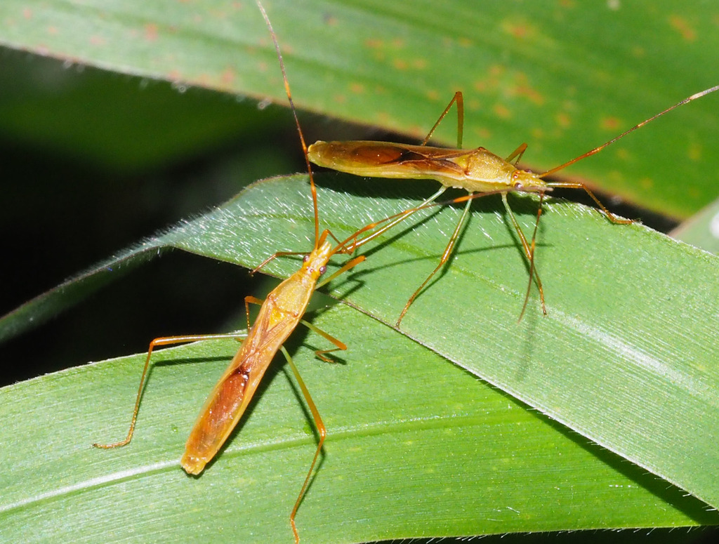 Paddy Bug from Rossville QLD 4895, Australia on July 21, 2023 at 07:07 ...