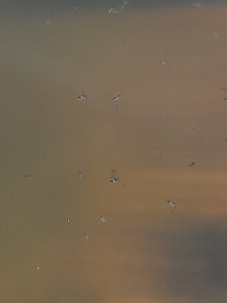 Anisops sardeus from 25016 Ghedi BS, Italia on July 25, 2023 at 09:08 ...