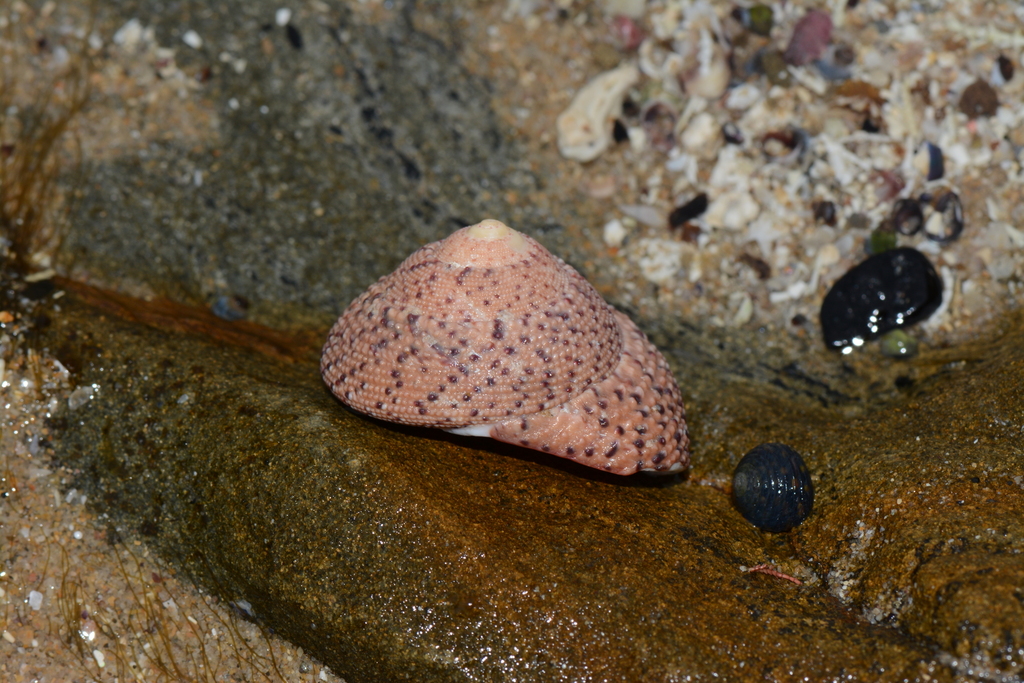 Clanculus undatus from Kilcunda VIC 3995, Australia on July 25, 2023 at ...