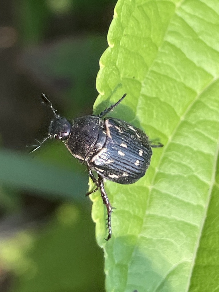 Oriental Beetle from Furumi, Shinano, Kamiminochi-Gun, Nagano, JP on ...