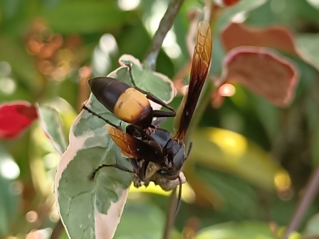 Banded Paper Wasp from Hospital Khoo Teck Puat on July 25, 2023 at 03: ...