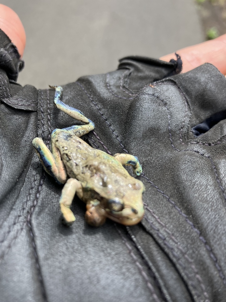 Japanese Tree Frog from Inuotose Kanazawa, Rokunohe, Kamikita-Gun ...
