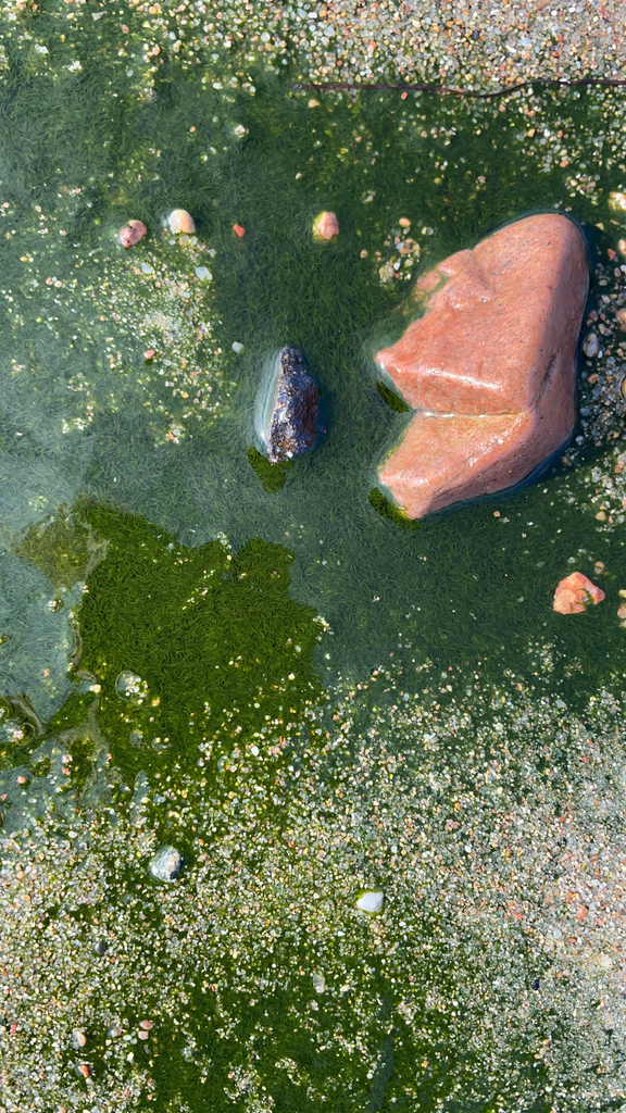 Mint sauce worm from Jersey on July 25, 2023 at 08:39 AM by Lou ...