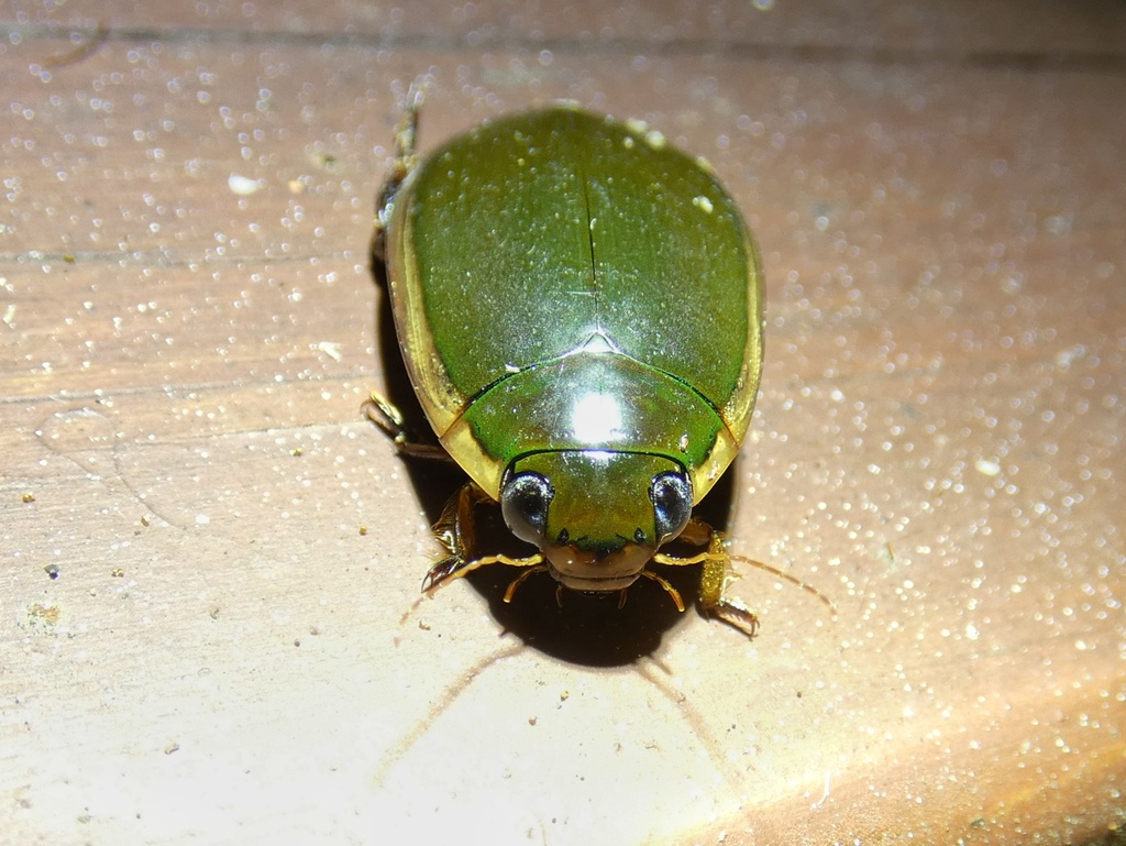 Cybister from Candlenut on July 24, 2023 at 08:07 PM by Kai Squires ...