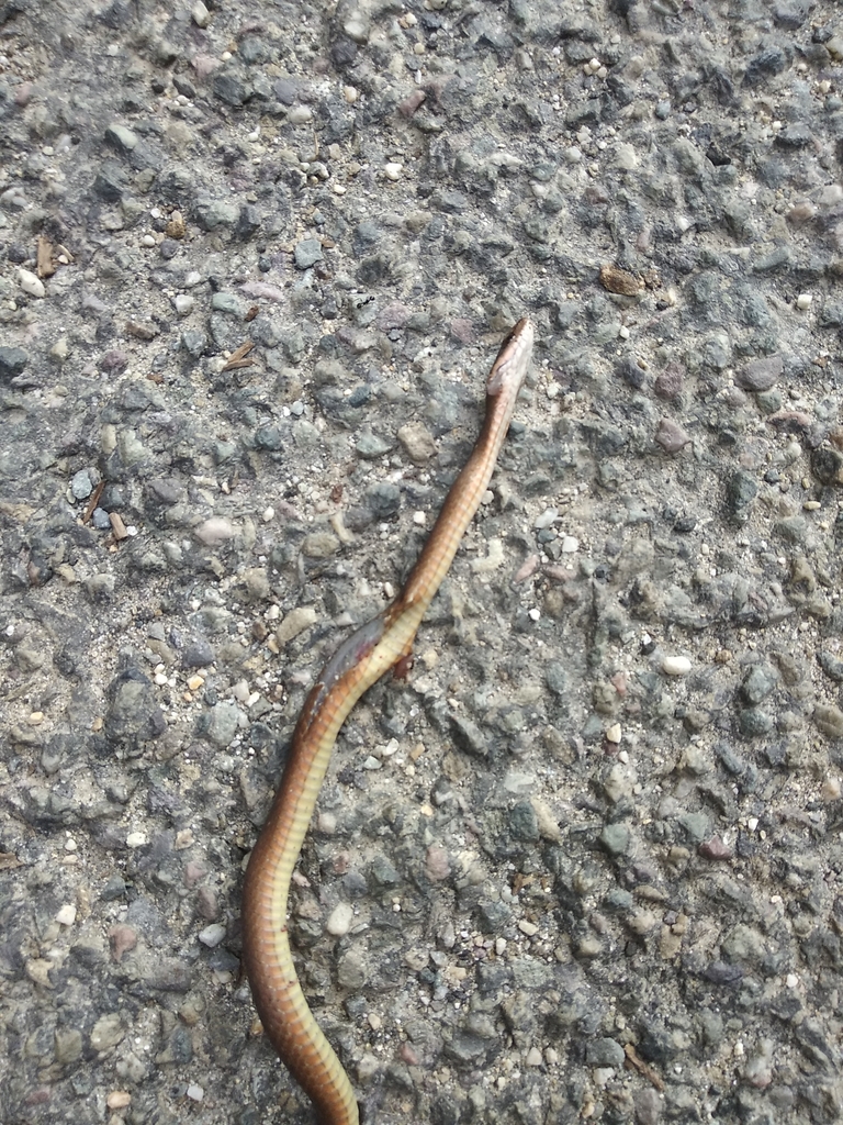 Himalayan Keelback from Ramgarh on July 19, 2023 by Maya Lodhiyal ...