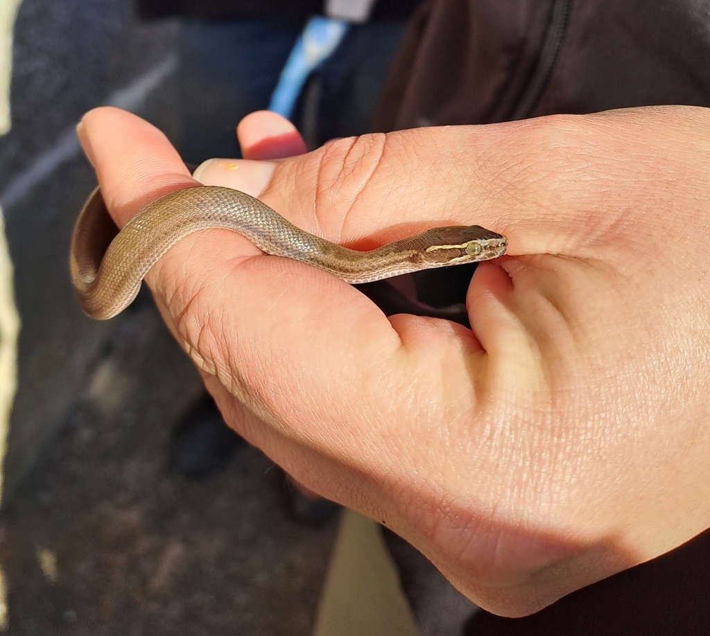 Cape House Snake from Tygerberg Nature Reserve on July 25, 2023 at 10: ...
