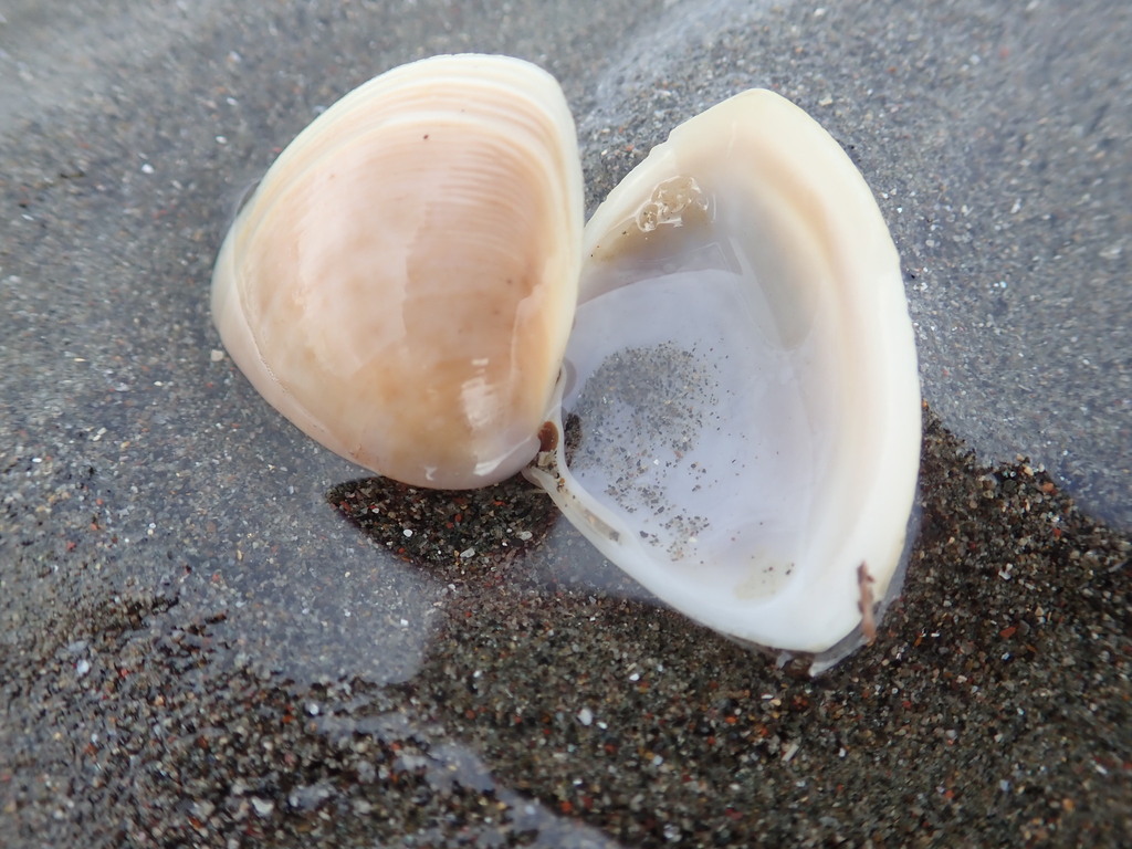 Triangle Clam from Waitarere Beach, New Zealand on July 23, 2023 at 09: ...