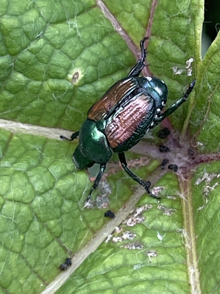 Japanese Beetle from Furumi, Shinano, Kamiminochi-Gun, Nagano, JP on ...