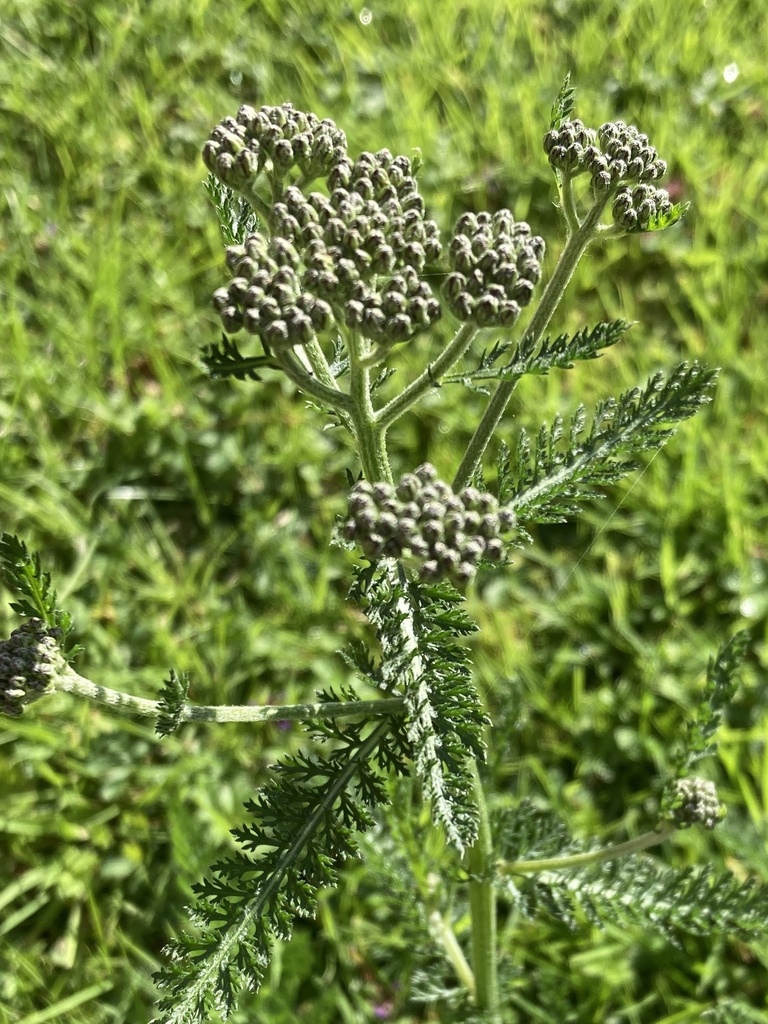 common yarrow from Kenelm Road, Bilston, England, GB on July 25, 2023 ...