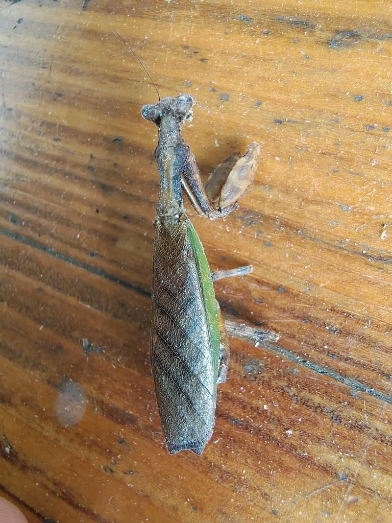 Acromantis magna from Yichun, CN-JX, CN on July 24, 2023 at 09:08 AM by ...