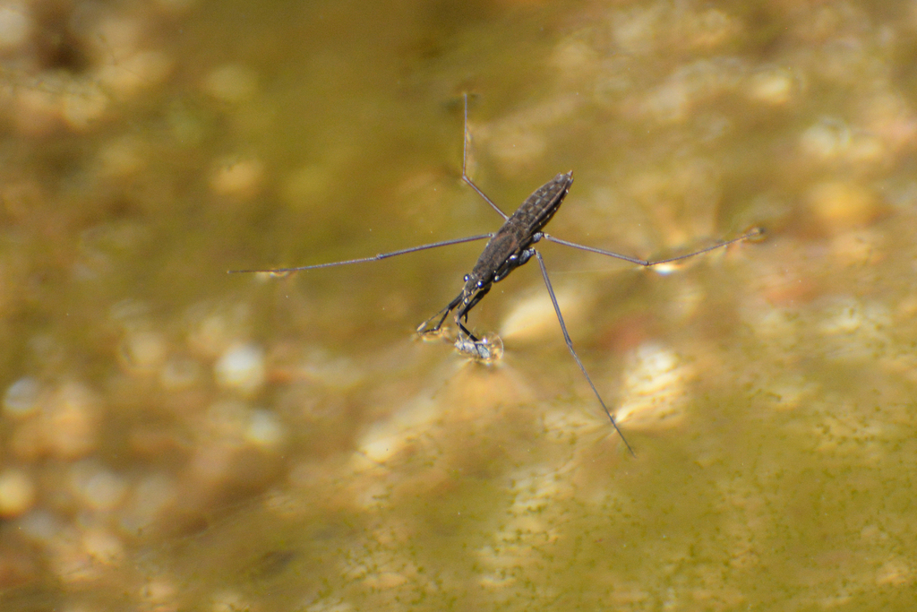 Common Water Strider from Fresno County, Californië, Verenigde Staten ...