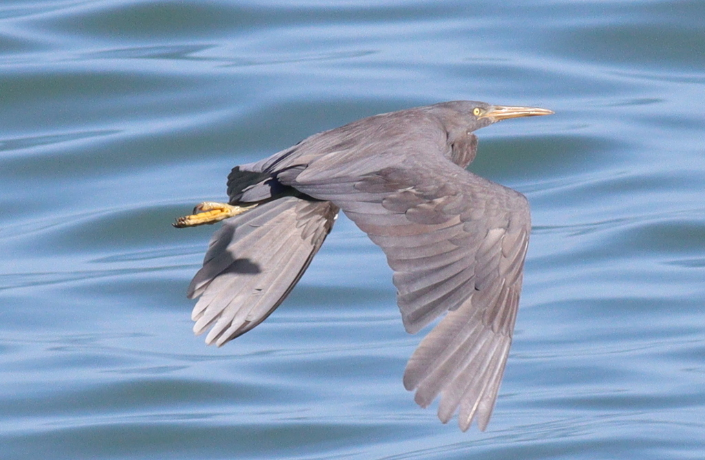 Pacific Reef-Heron from Lantau Island, Hong Kong on July 20, 2023 at 11 ...