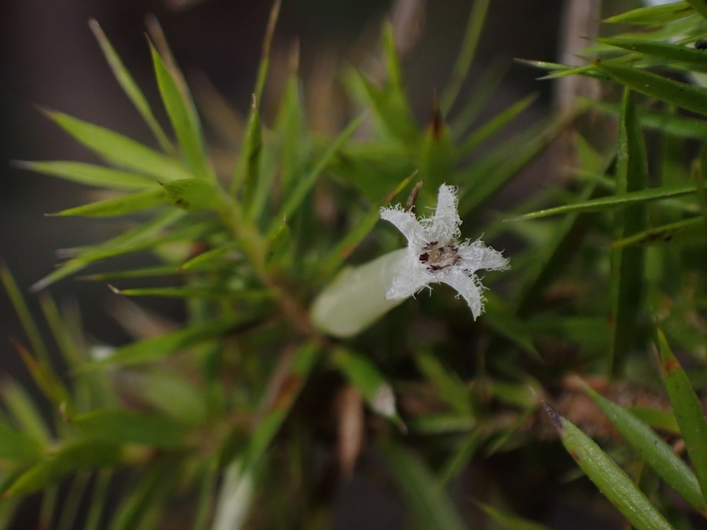 Prickly Beard-heath from Wamban NSW 2537, Australia on July 25, 2023 at ...