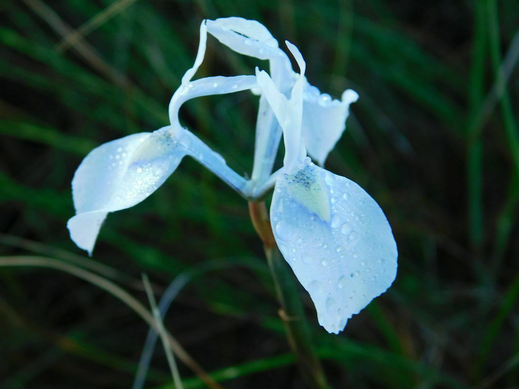 Blue Uintjie from Loerkloof Greyton, 7233, South Africa on July 24 ...