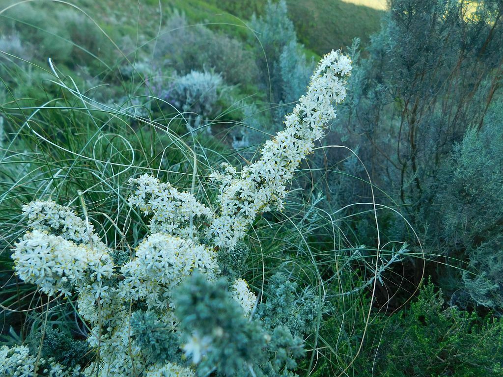 Wild Asparagus from Loerkloof Greyton, 7233, South Africa on July 24 ...