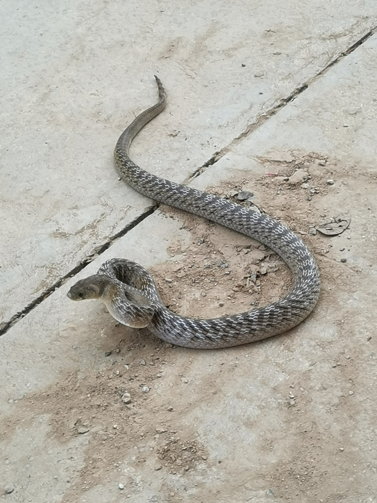 Small-banded Kukri Snake from 云南省西双版纳傣族自治州勐腊县勐仑镇K.酒馆中国科学院西双版纳热带植物园 on ...