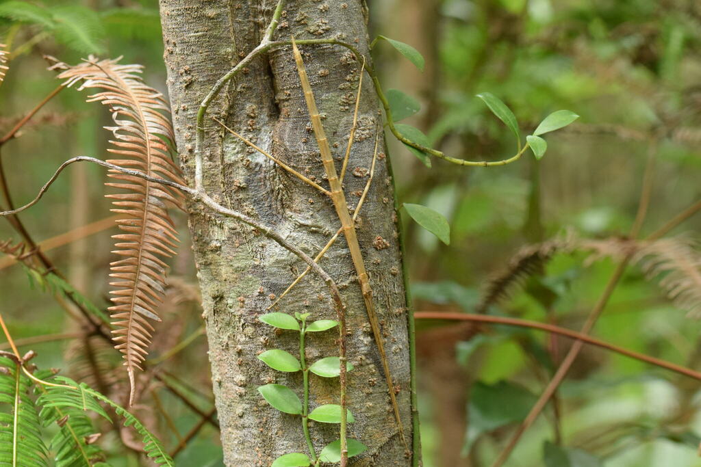 Entoria nuda from 日本、〒905-1504 沖縄県国頭郡国頭村安波 on July 14, 2023 at 02:40 PM ...