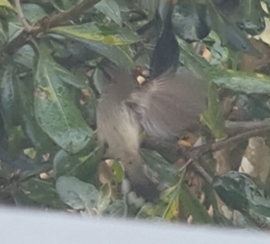 Gray Gerygone in July 2023 by Smithy · iNaturalist