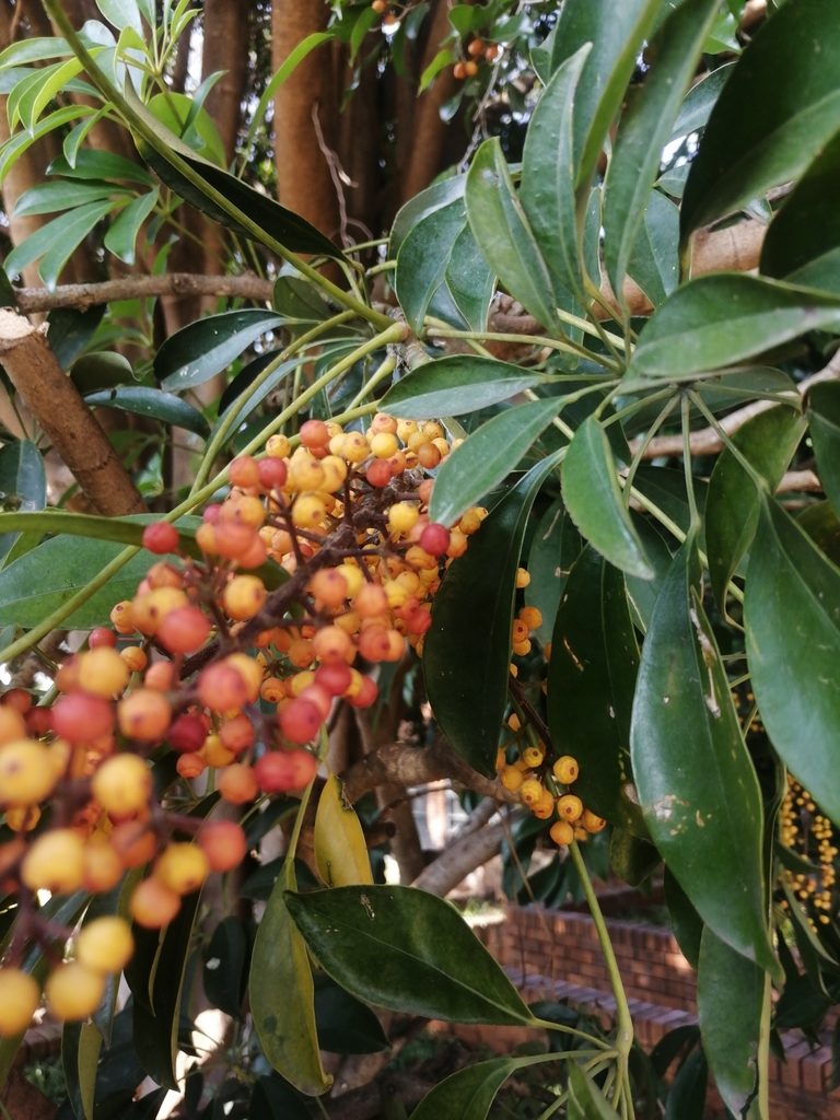 Miniature umbrella tree from Rustenburg, South Africa on July 25, 2023 ...