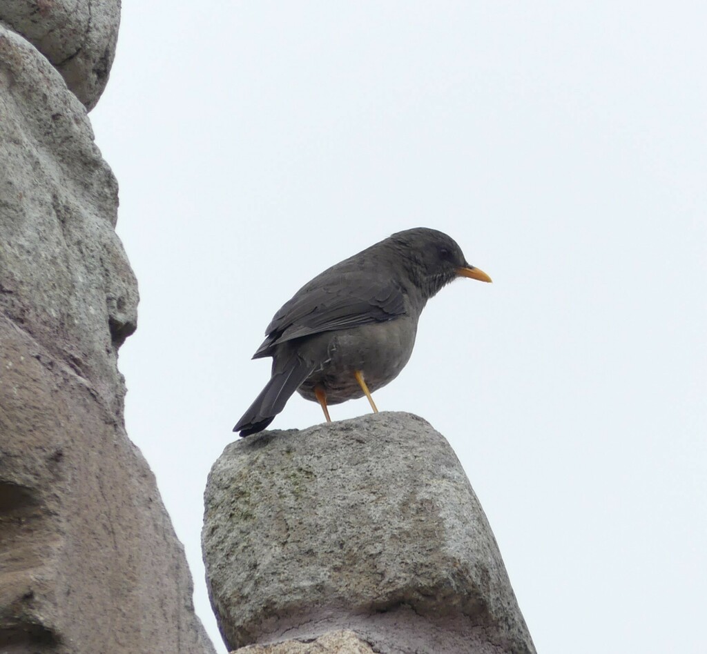 Great Thrush from 76GP+HX9, Pan American Highway, Colta, Ecuador on ...